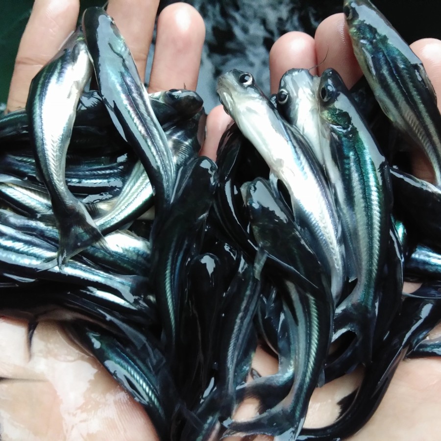 Pusat Jual Bibit Ikan Patin Murah Terpercaya - Alfa Farm