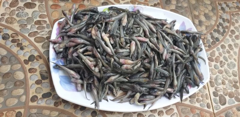 Penyebab Benih Lele Mati Pasca tebar - Alfa Farm